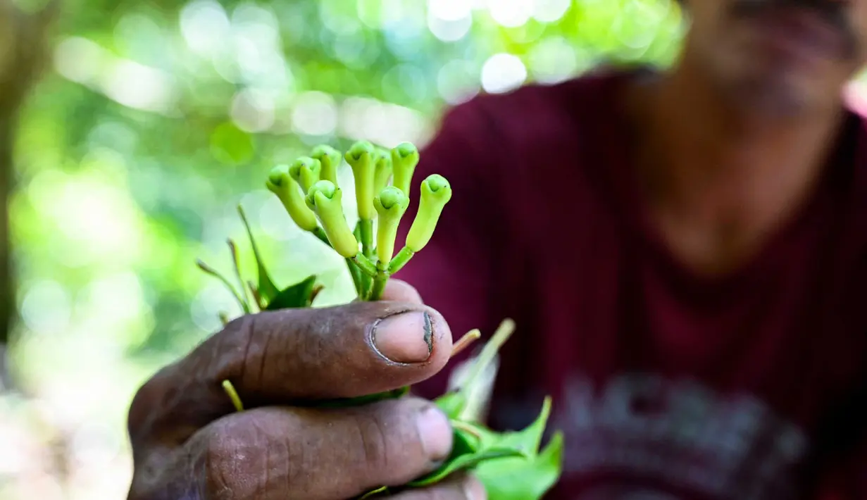 Potret Petani Cengkeh di Aceh saat Panen - Foto Liputan6.com