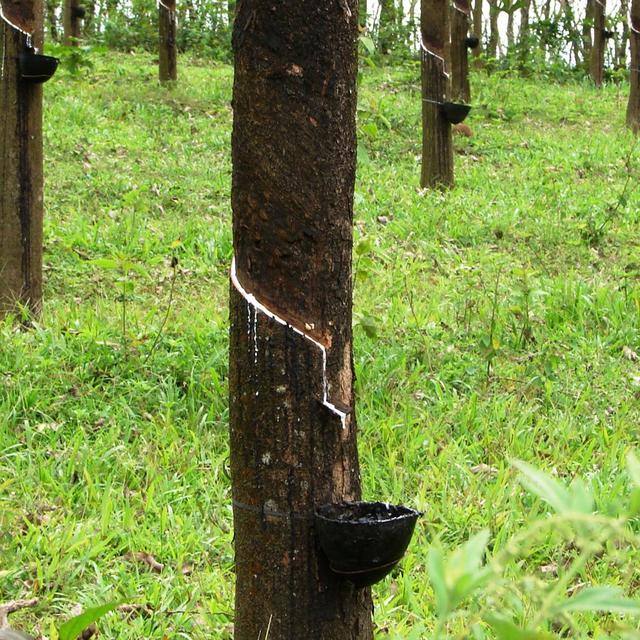 Pohon Karet Di Indonesia