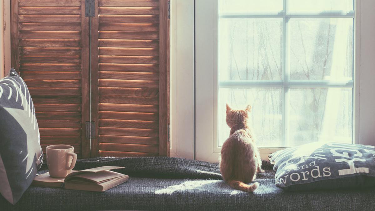 5 Ide Sederhana untuk Wujudkan Rumah Ramah Kucing