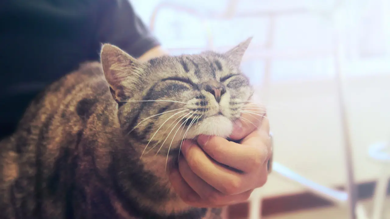 Bikin Kucing Merasa Senang dengan Mengelus Bagian Dagunya - Ragam Bola.com