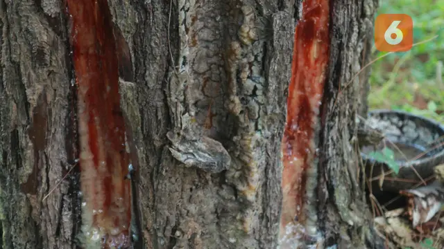 Hikayat Penyadap Getah Pinus dan Bayang-Bayang Kerusakan Hutan di ...