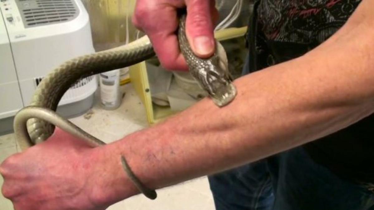 Pertolongan Pertama Ketika Digigit Ular - Health Liputan6.com