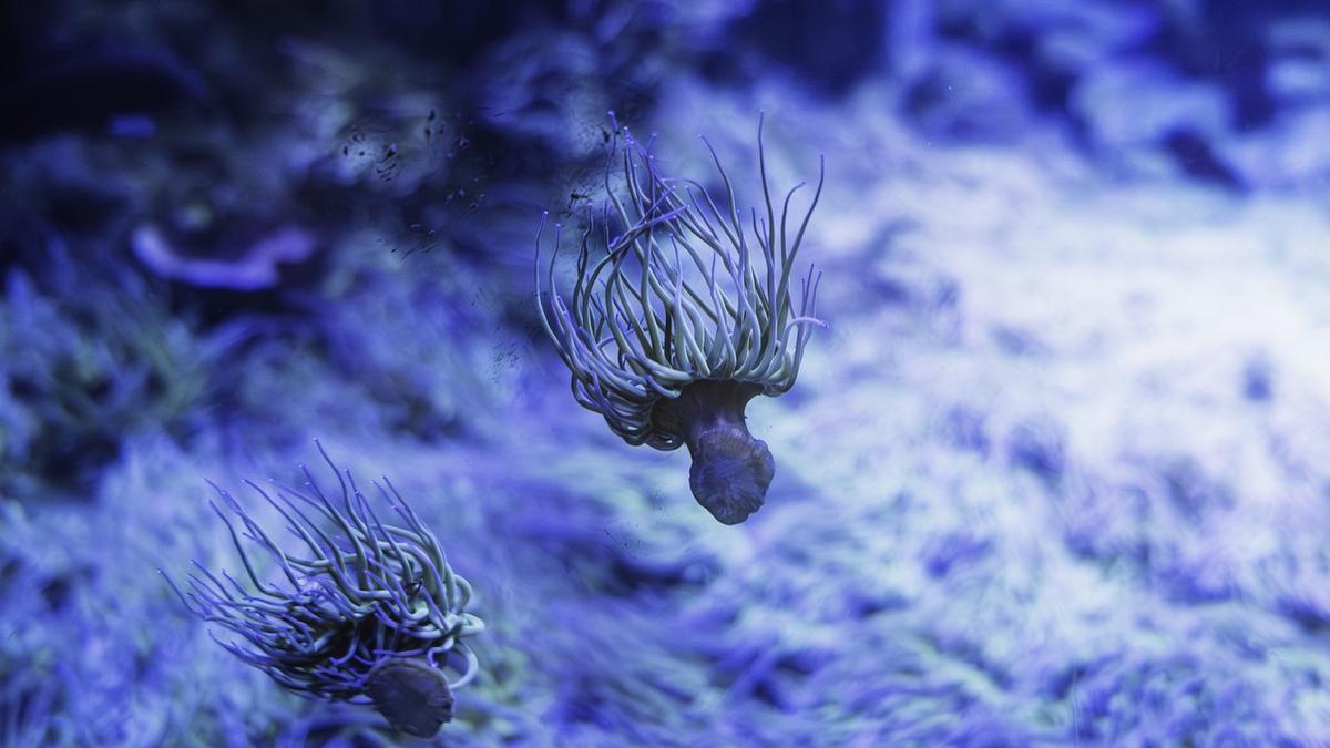 10 Makhluk Laut Dalam yang Terlalu Unik untuk Menjadi Nyata, Ada yang ...