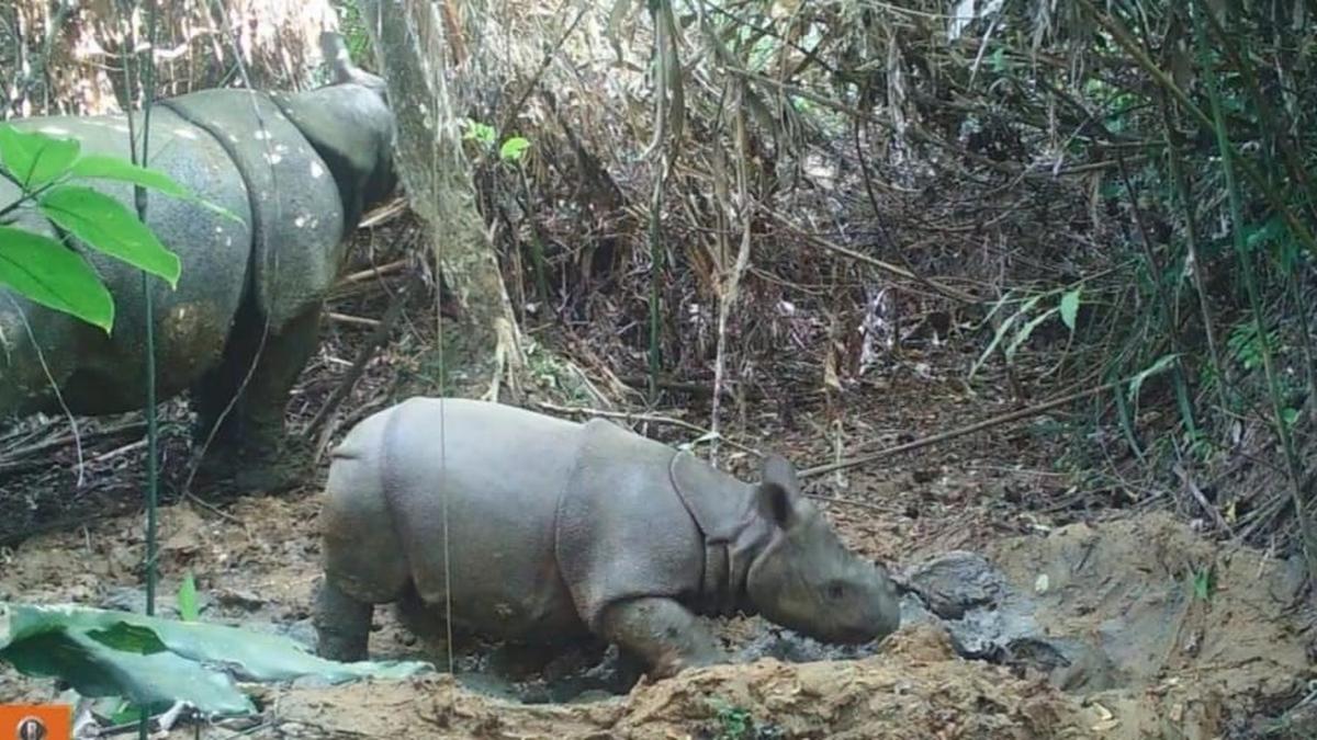 Tanggapan KLHK Soal 33 Badak Jawa di Ujung Kulon Diduga Menghilang dan ...