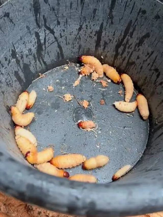 7 Momen Aurelie Moeremans Makan Ulat Sagu di Papua, Ekspresinya Kocak ...