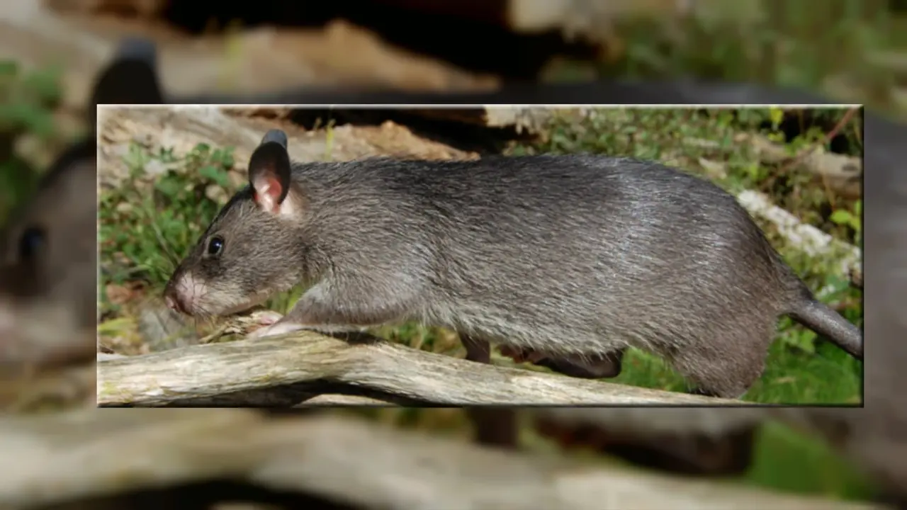 5 Tikus Terbesar di Dunia, dari Afrika hingga Sumatera - Global ...