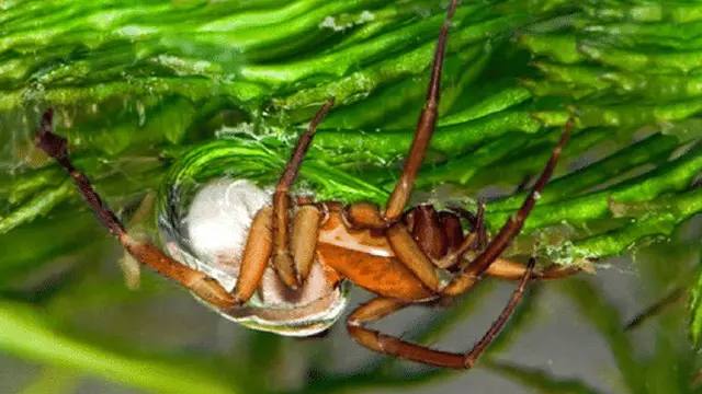 Terinspirasi Laba-Laba, Ilmuwan Ciptakan Zat Pelapis Tetap Kering Meski ...