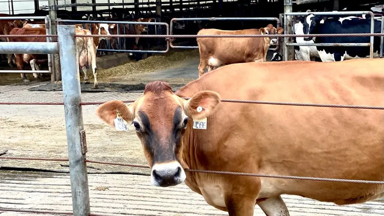 Termasuk Hewan yang Mudah Stres, Sapi Harus Happy agar Produktivitas ...