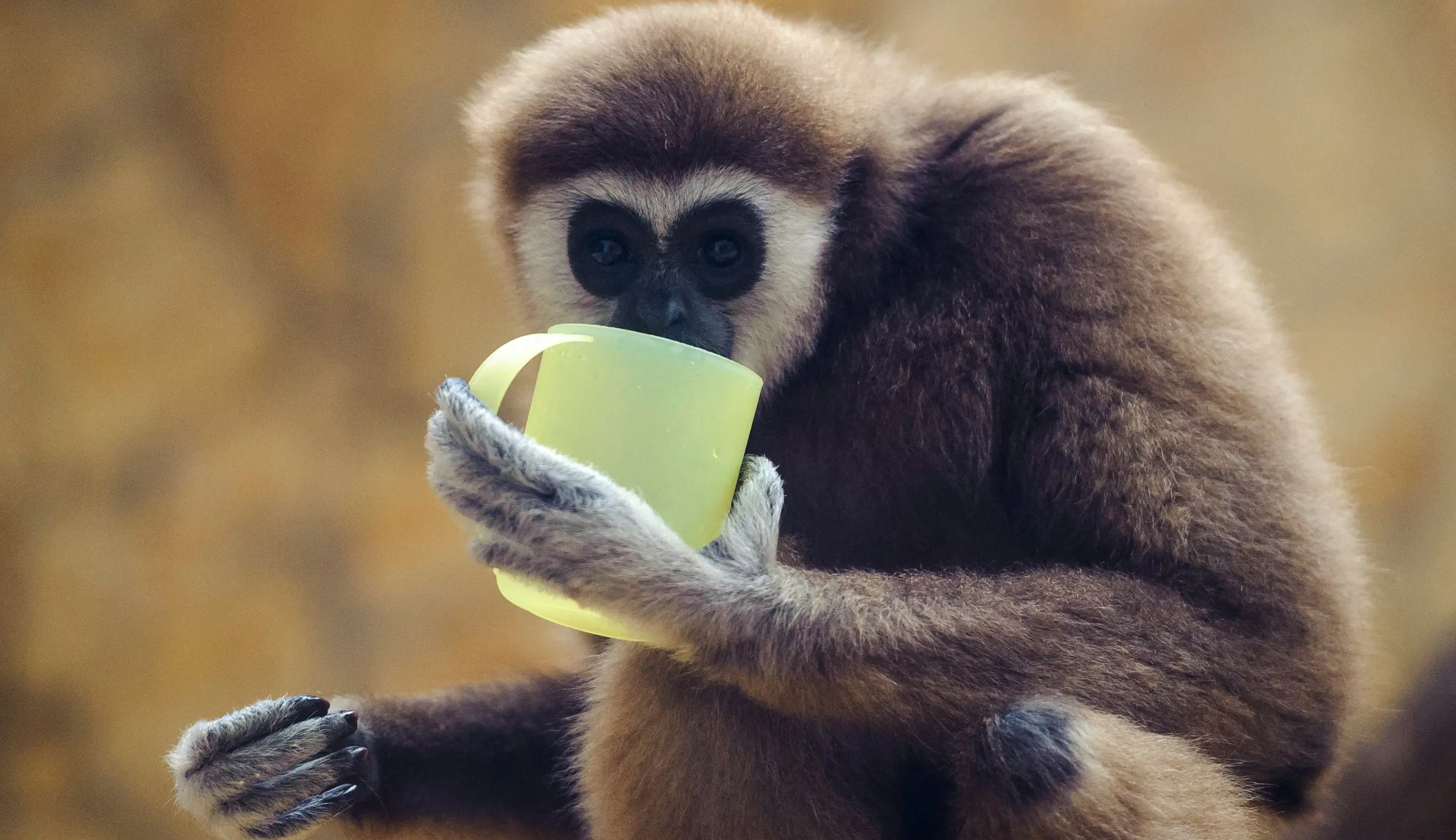 Begini Jadinya Jika Para Hewan Diberi Minum Teh Saat Udara Dingin ...