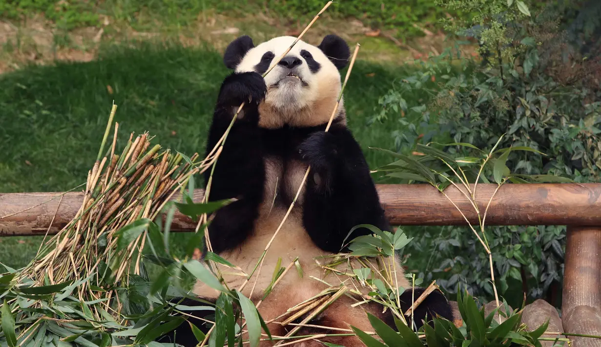 Berusia Empat Tahun, Fu Bao akan Dipindahkan ke Pusat Konservasi dan ...