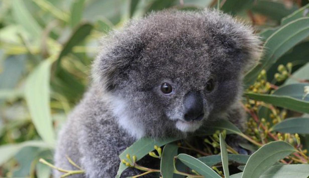 Archer si Koala Imut Yang Akan Membuat Anda Gemas - Photo Fimela.com