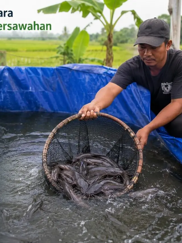 9 Ikan yang Cocok Dipelihara di Kolam Terpal Dekat Persawahan, Mudah ...