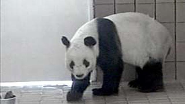 Kisah Ling Ling Si Panda Gelap - Global Liputan6.com