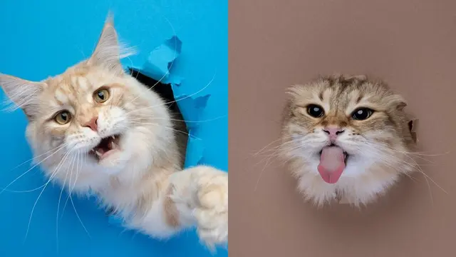 7 Foto Ekspresi Kucing Lubangi Kardus Ini Gemesin Banget, Tak Merasa ...