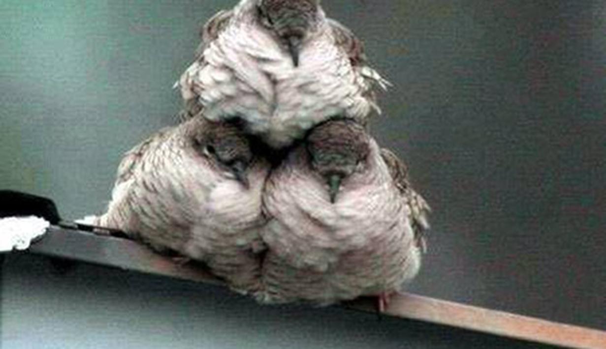 Potret Manis Anak Burung Super Cute Dan Mengagumkan - Photo Fimela.com