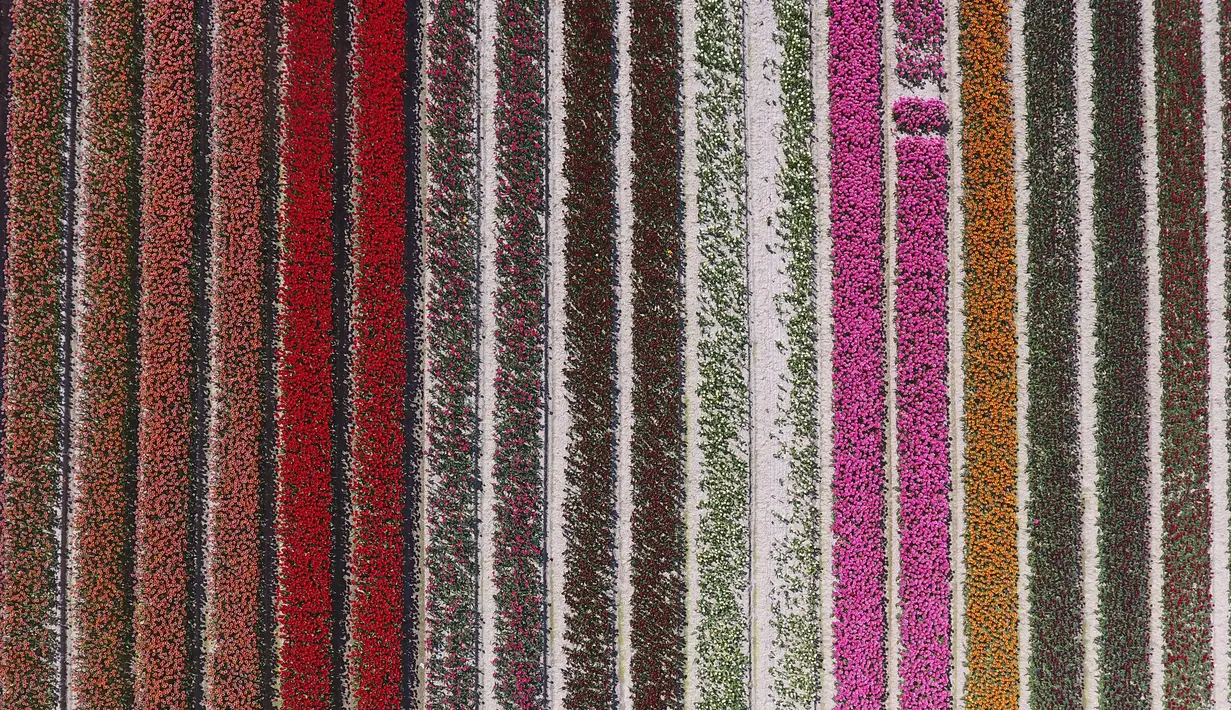 FOTO: Warna-warni Ladang Bunga Tulip di Jerman - Foto Liputan6.com
