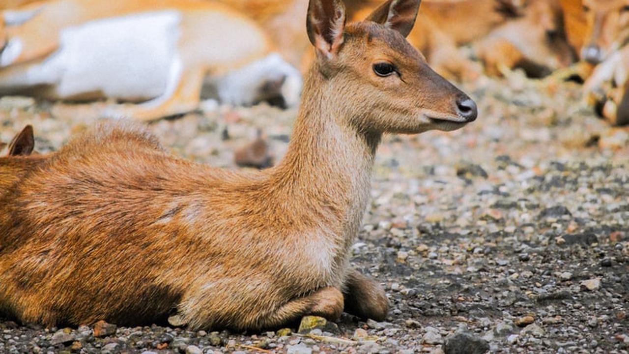 6 Contoh Cerita Fabel yang Terkenal, Ini Pengertian dan Ciri-Cirinya