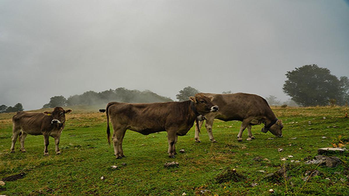 Temukan 2 Kasus Penyakit Sapi Gila, Brasil Tangguhkan Ekspor Daging ke ...