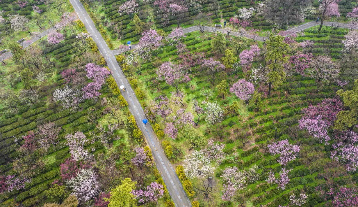 Bunga Plum yang Bermekaran Warnai Nanjing China - Foto Liputan6.com