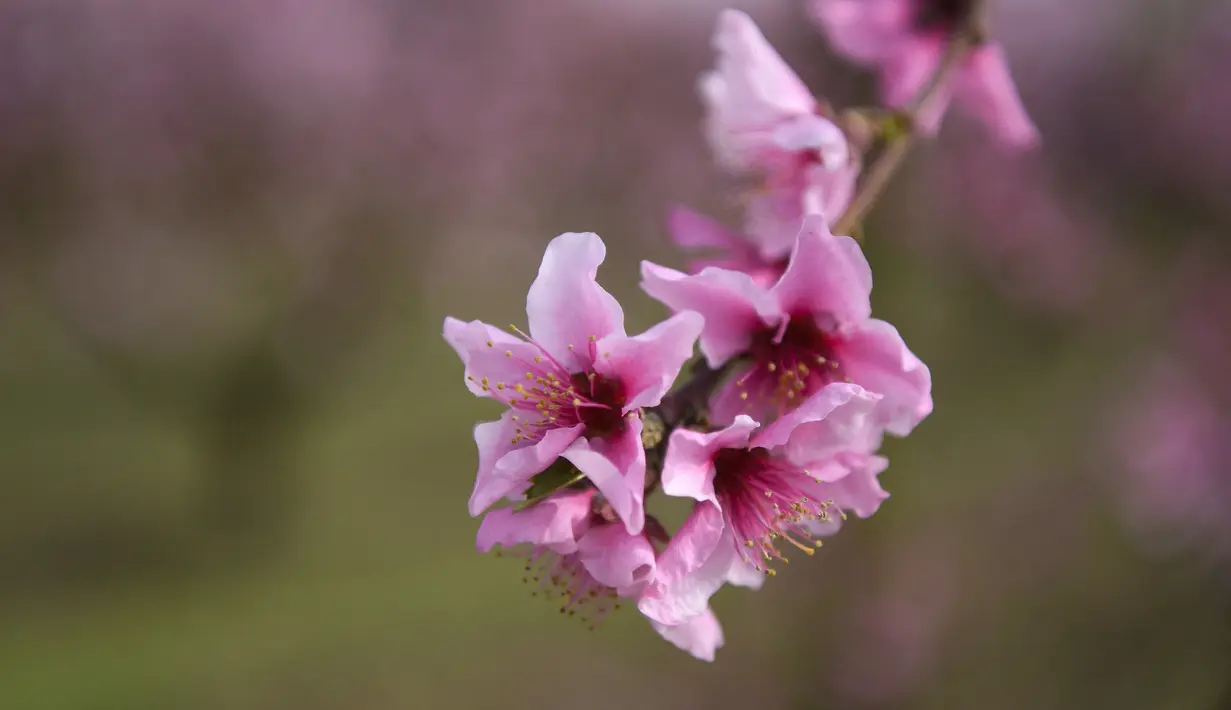 FOTO: Menikmati Keindahan Bunga Persik Bermekaran di Spanyol - Foto ...