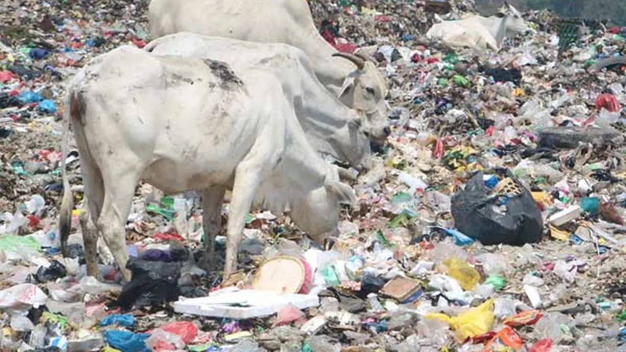 Pemkot Semarang Jamin Tak Ada Sapi Pemakan Sampah Dijual di Semarang
