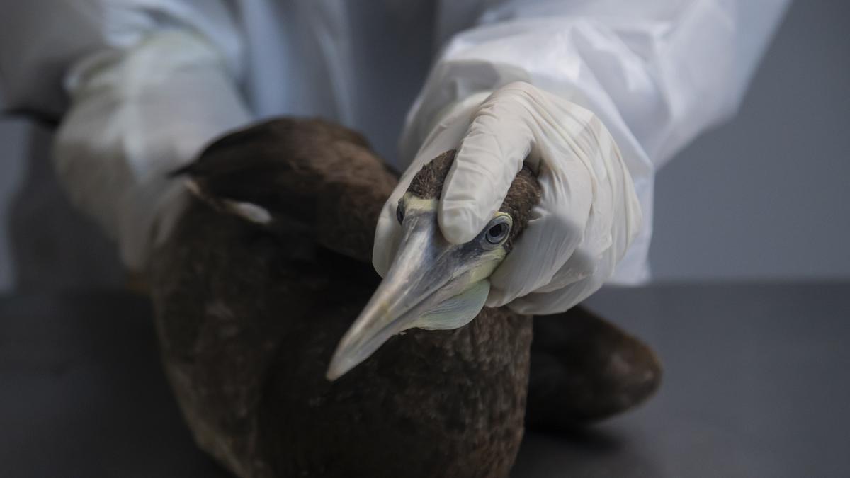 Brasil Konfirmasi 50 Kasus Flu Burung pada Hewan Liar - Foto Liputan6.com