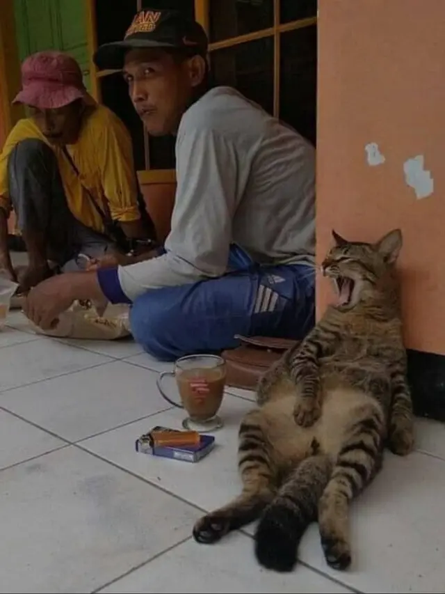 6 Tingkah Kucing Ikut Proyek Kuli Bangunan Ini Nyeleneh - Hot Liputan6.com