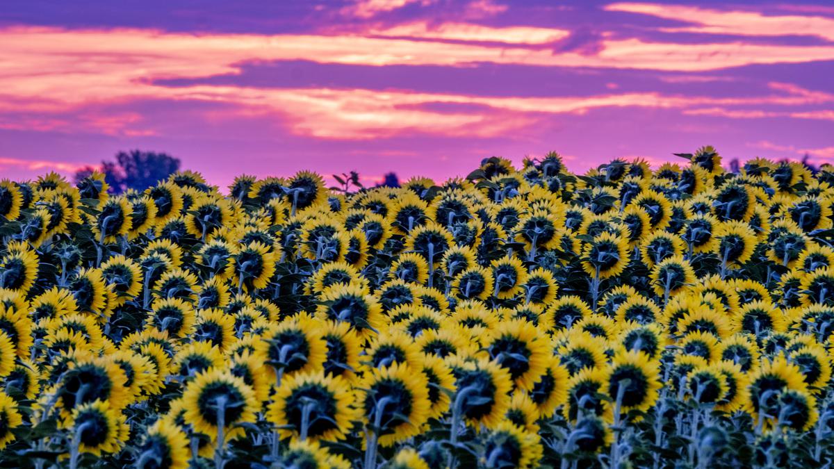 Terpesona Cantiknya Bunga Matahari Bermekaran di Jerman - Foto Liputan6.com