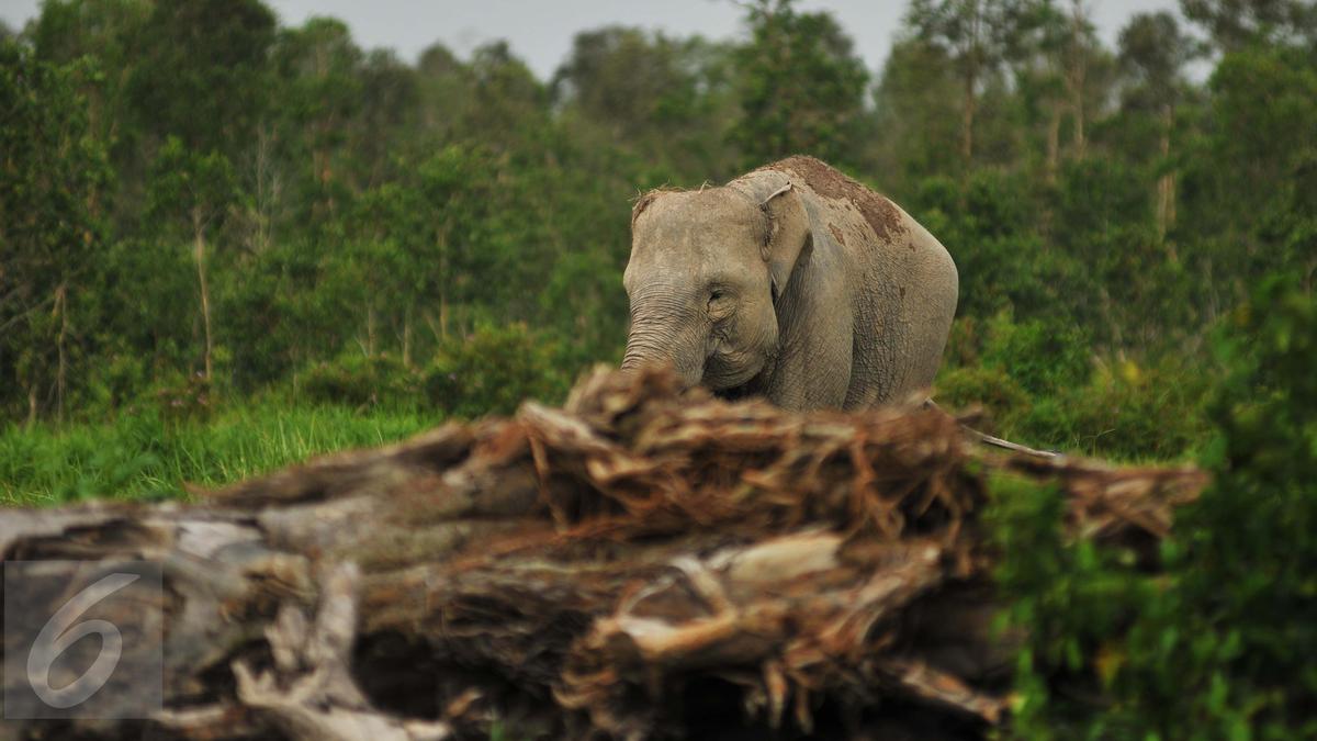 Tak Hanya Gading, Gajah Sumatera Ini Mati Tinggalkan Tanda Tanya