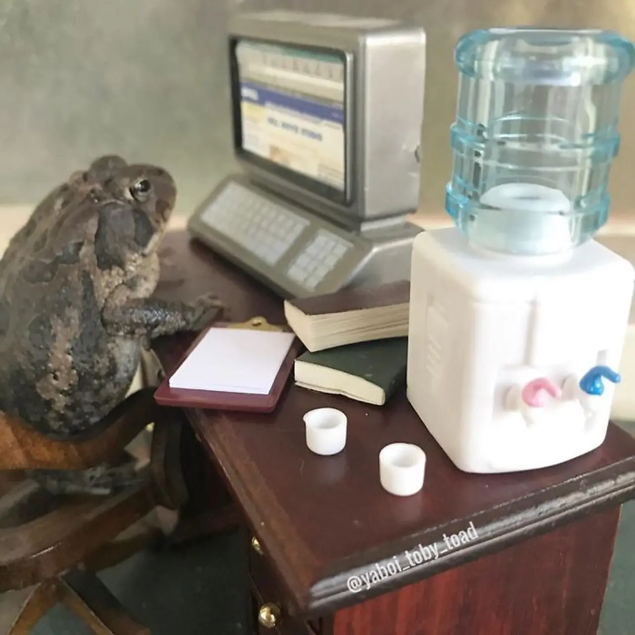 7 Potret Katak Berpose Layaknya Manusia Ini Ini Bikin Bergidik - Hot ...