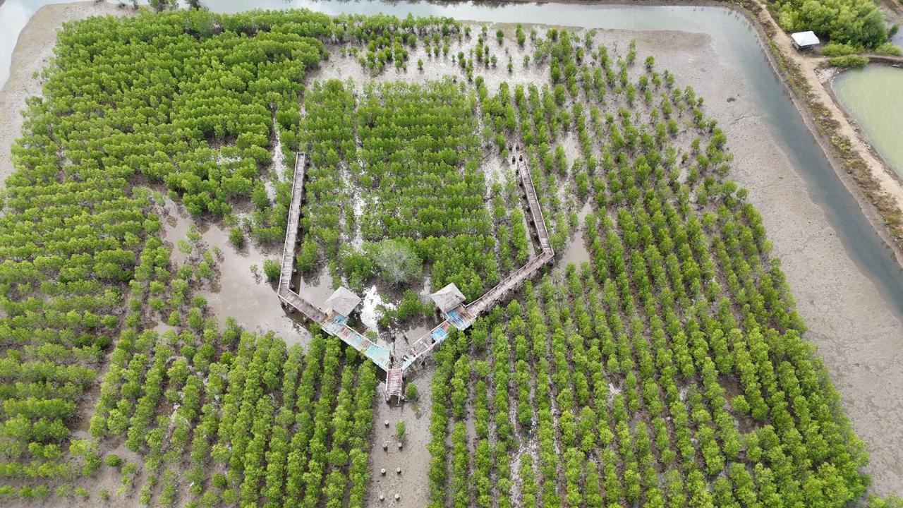 Proyek Bakau Terbesar di Asia Tenggara, The Coca-Cola Foundation dan CI ...