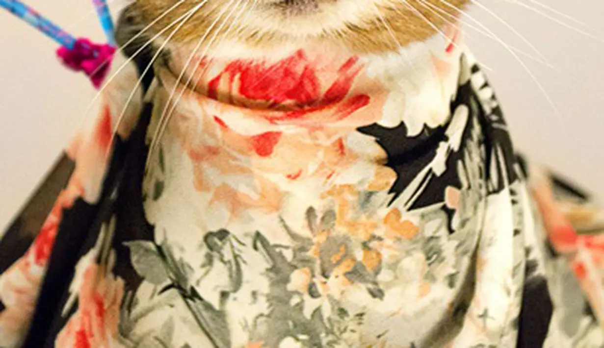 Hummus: Kucing Lucu Penderita Leukimia Suka Dandan Dan Foto - Photo ...