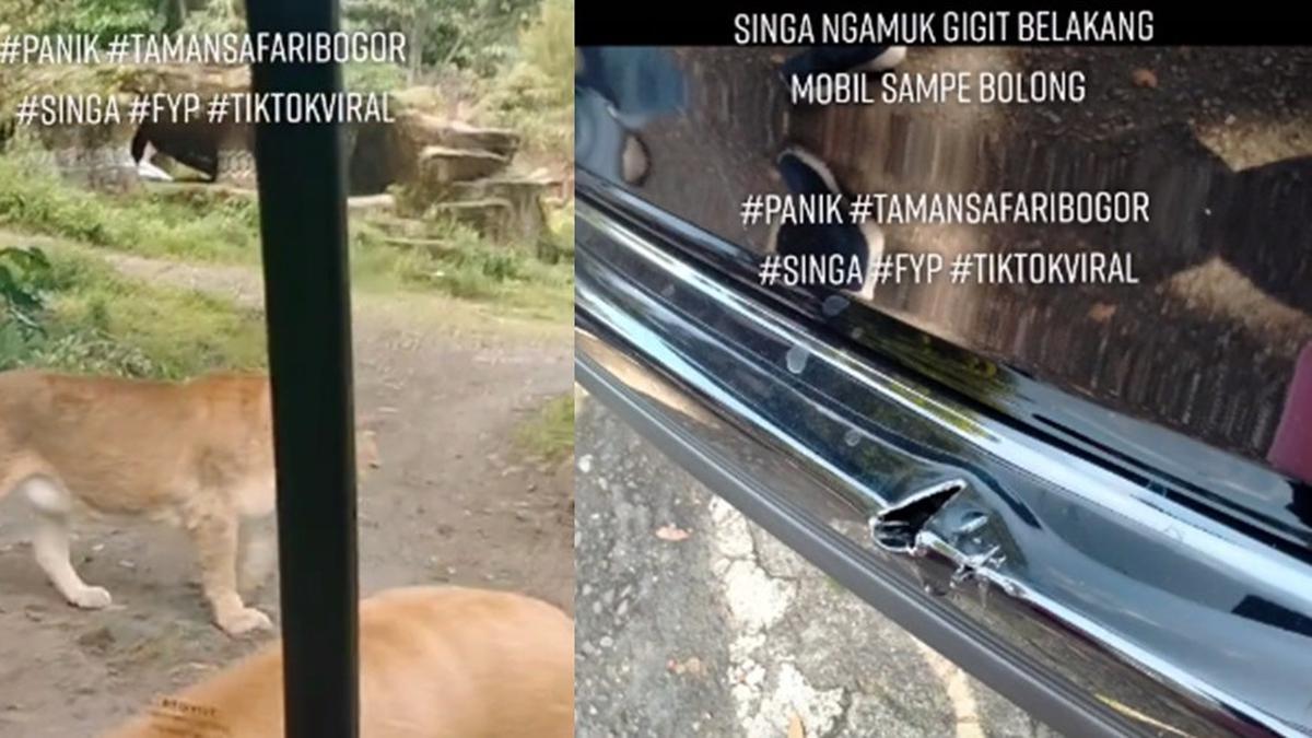 Detik-detik Mobil Pengunjung Bolong Digigit Singa di Taman Safari Bogor ...