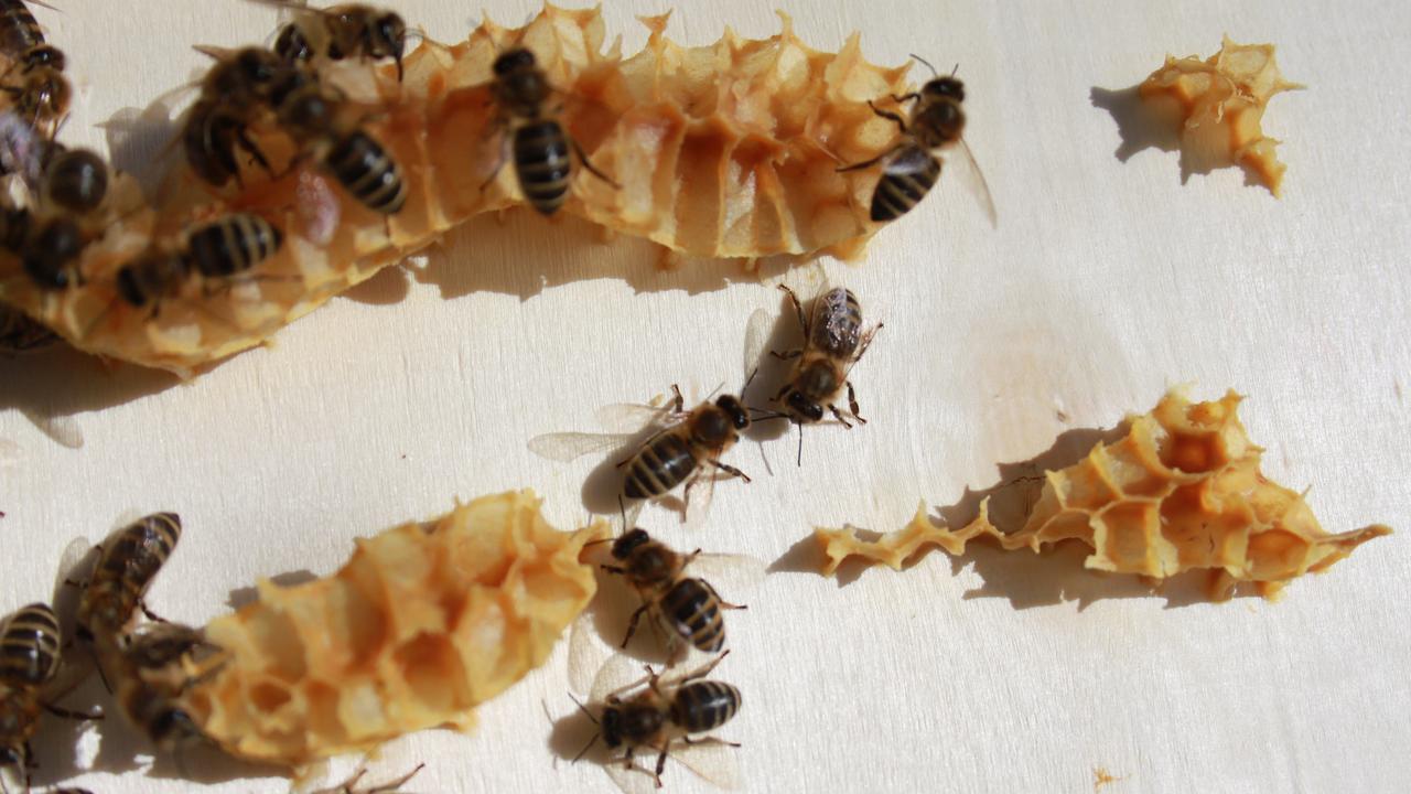 Beda Rayap dan Semut Putih yang Sering Disalahpahami