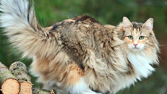Berat Capai 8 Hingga 20 Kg, Ini 7 Potret Ras Kucing Terbesar di Dunia