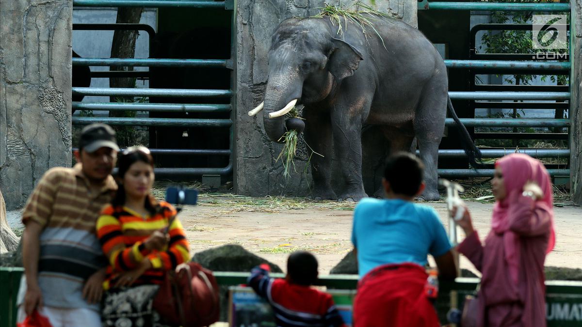 Rabu Besok, Masuk Kebun Binatang Ragunan Gratis - News Liputan6.com