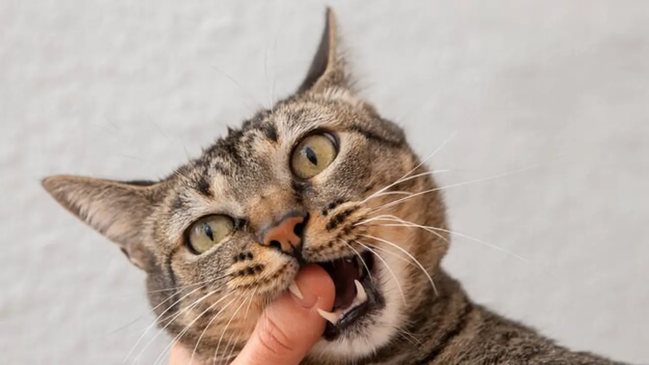 Mengenal Ailurophobia, Rasa Takut Berlebih Terhadap Kucing - Citizen6 ...