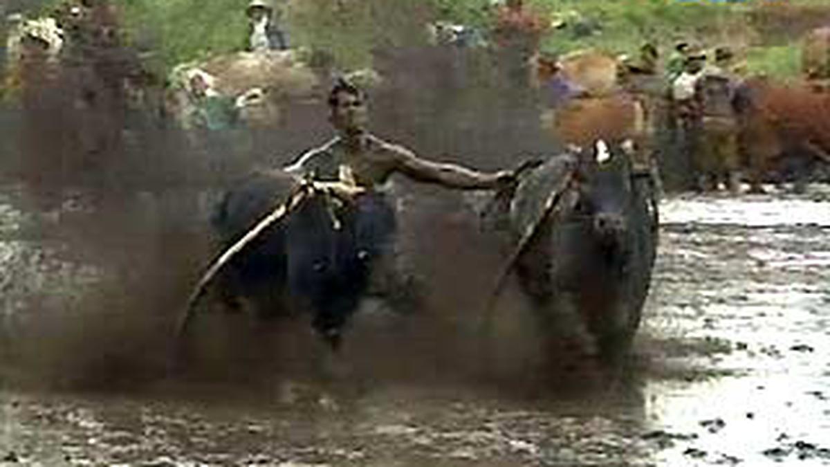 Pacu Jawi, Karapan Sapi Khas Minang - News Liputan6.com