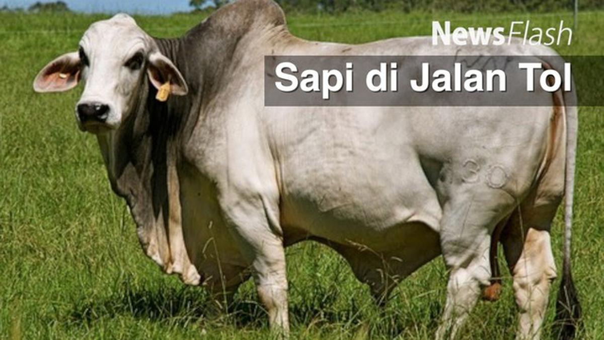 NEWS FLASH: Sapi Lepas di Jalan Tol Joor Jadi Perhatian Pengendara ...