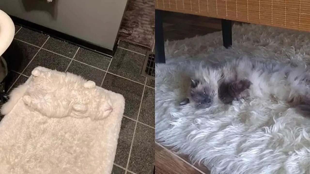 6 Potret Kucing Kamuflase di Karpet, Bikin Kucek Mata - Hot Liputan6.com