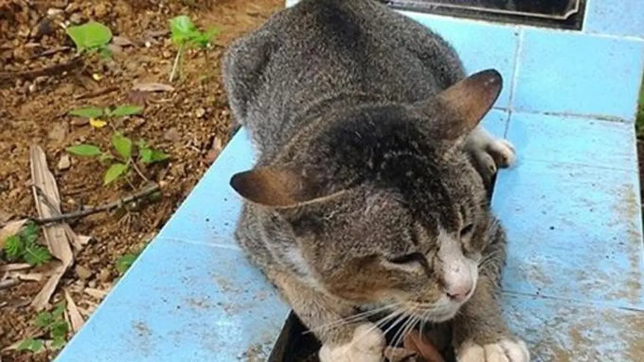 6 Potret Kucing di Kuburan Majikan Ini Bikin Berkaca-kaca, Penuh Haru ...