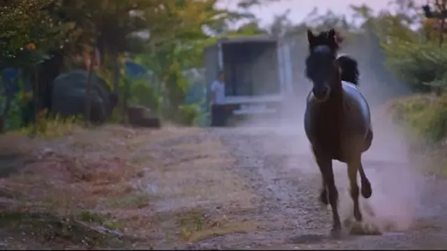 Sinopsis Film Jo Sahabat Sejati, Kisah Persahabatan Antara Kuda dan ...