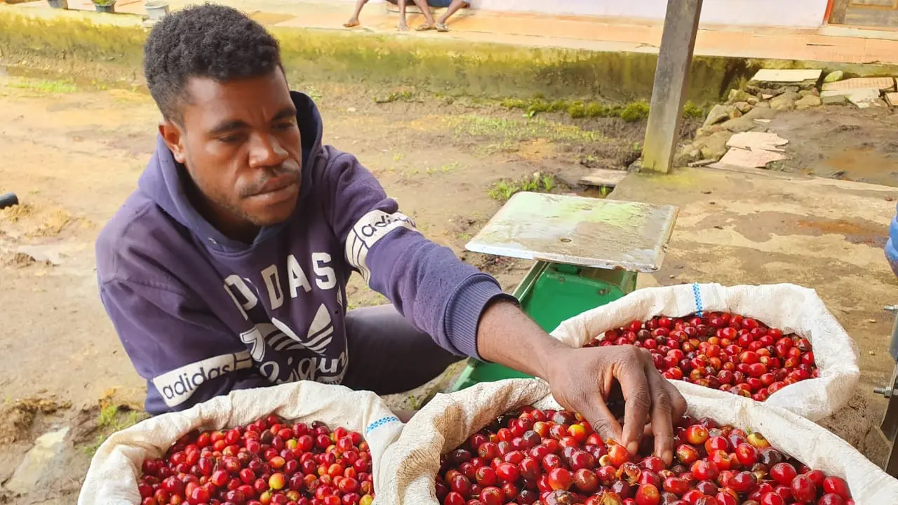 6 Fakta Menarik Dogiyai, Punya Kopi Unggulan dan Kuliner Khas dari ...