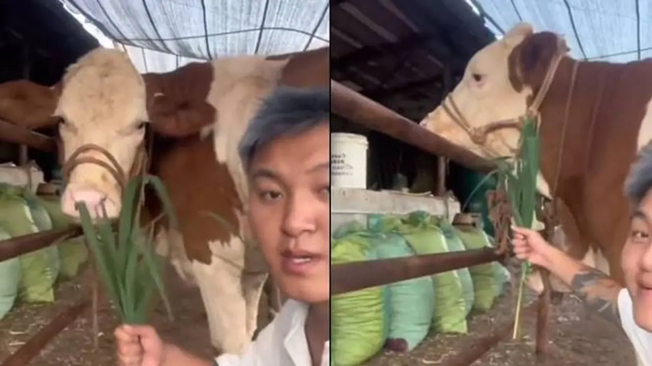Viral Ekspresi Kocak Sapi Ngambek Karena Dikerjai Ini Bikin Tepuk Jidat ...