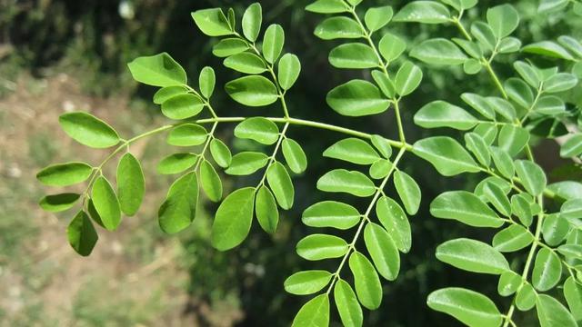 15 Manfaat Teh Daun Kelor, Rahasia Kesehatan dari 'Pohon Ajaib' untuk ...