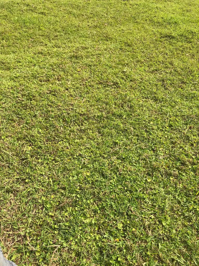 10 Jenis Rumput Taman dan Harganya untuk Hijaukan Hunian - Hot Liputan6.com