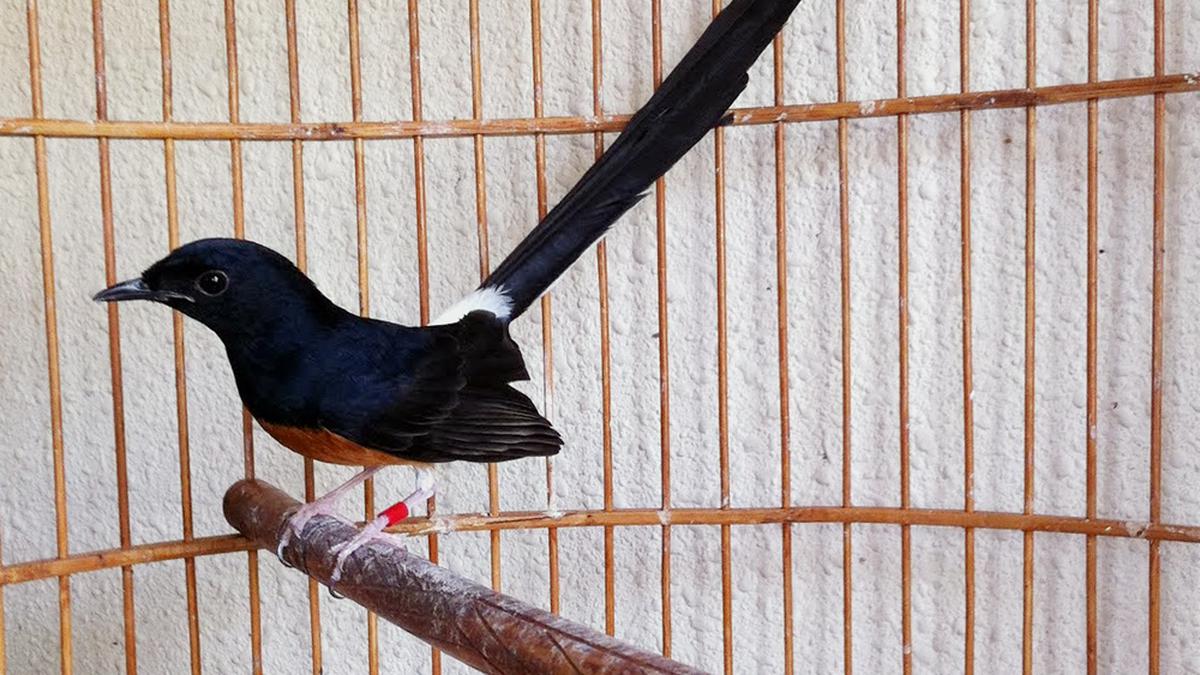 Ikut Kompetisi, Berapa Harga Burung Murai Batu Milik Jokowi? - Bisnis ...