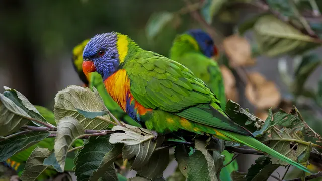 Keindahan dalam Sayap, Ini 32 Burung dengan Warna Paling Menakjubkan di ...