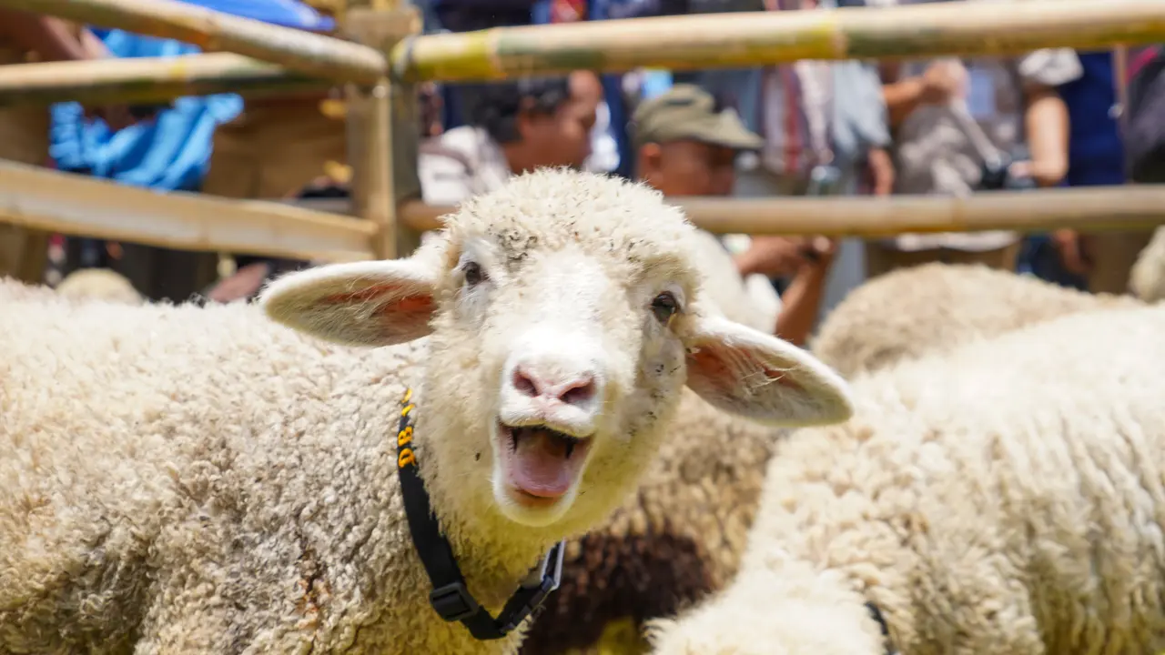Domba Batur, Domba Lokal Berkualitas Daging Premium Sukses Menembus ...