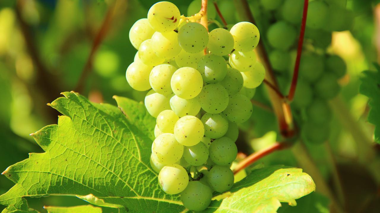 5 Cara Memilih Anggur Shine Muscat yang Manis dan Tidak Asam
